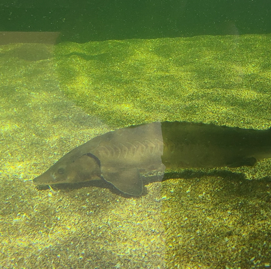 Lake Sturgeon in August 2023 by Yavanna Kementári · iNaturalist