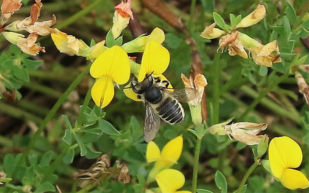 Megachile brevis from Pemberton Township, NJ, USA on July 14, 2023 at ...