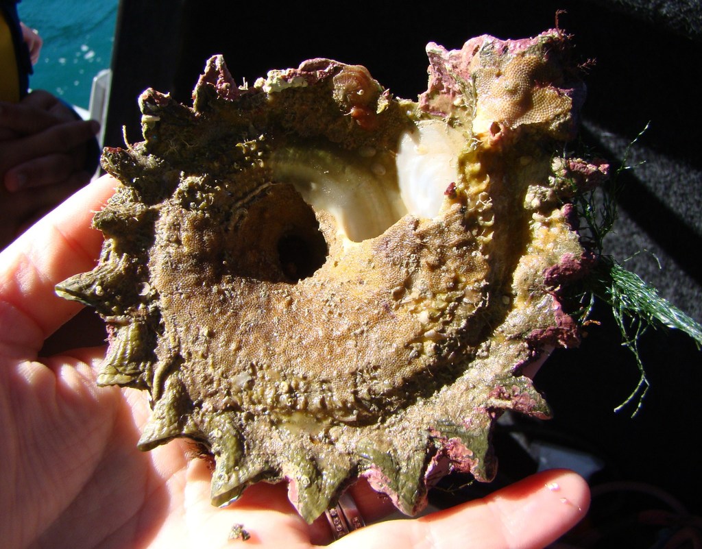 Circular Saw Shell from Cape Jackson, New Zealand on January 16, 2019 ...