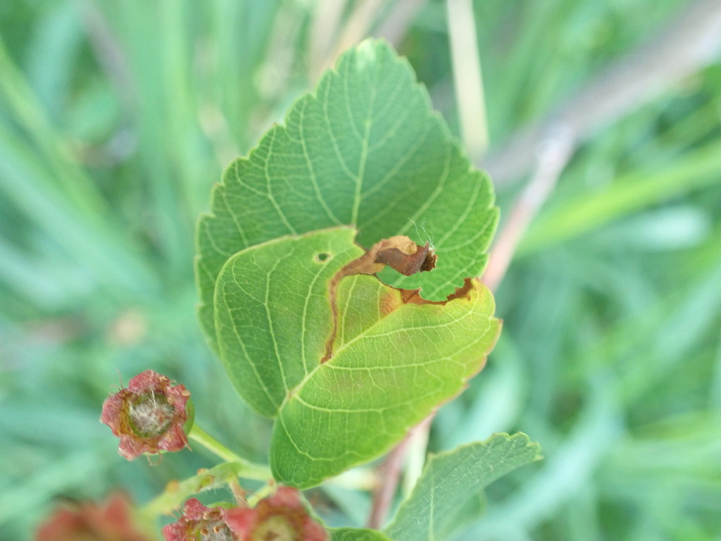 Apple Flea Weevil from Southwest Calgary, Calgary, AB, Canada on June 7 ...