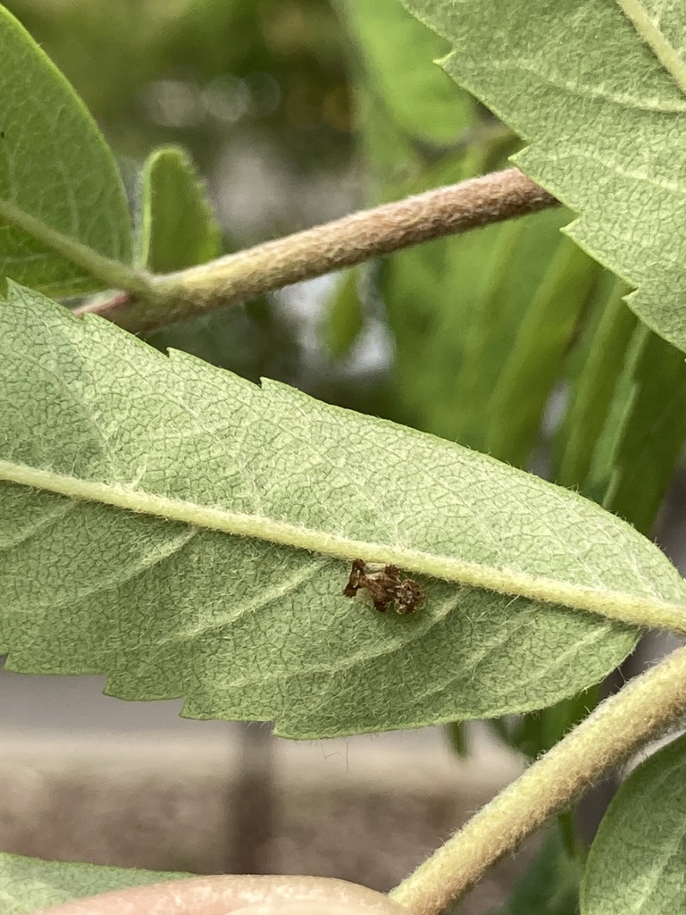 Lace Bugs from Southeast Calgary, Calgary, AB, Canada on June 9, 2023 ...