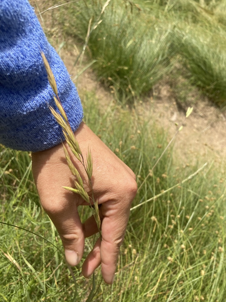 Pooideae from Tahoe National Forest, Sierra City, CA, US on August 1 ...