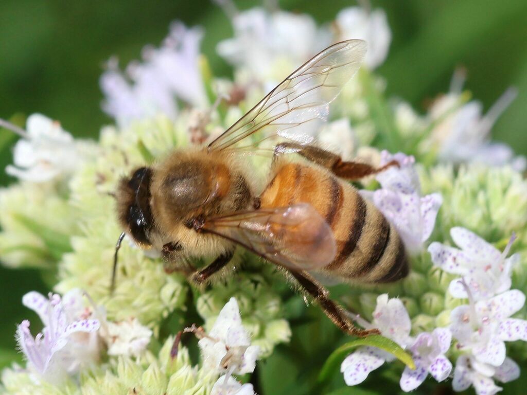 Western Honey Bee from Oakland Lake Wildflower Meadow, Bayside, Queens ...