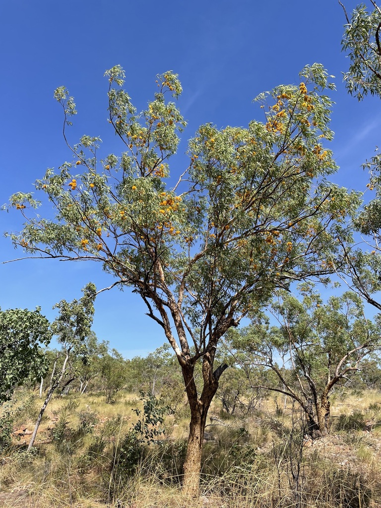 Scarlet Gum (Eucalyptus phoenicea) - Botanical Realm