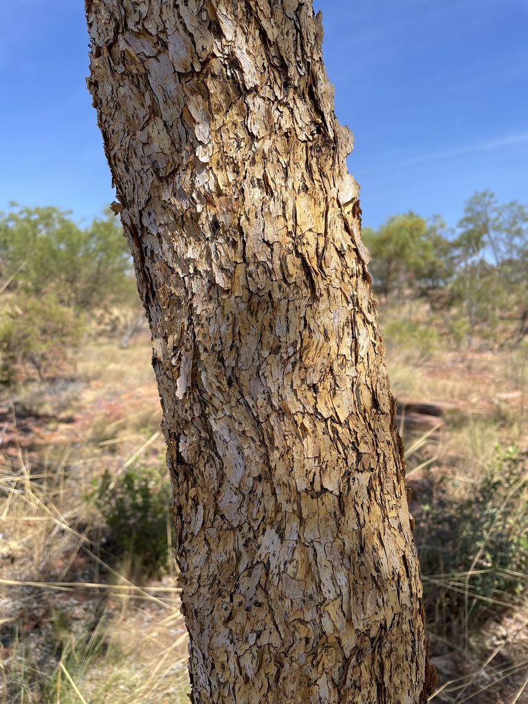 Scarlet Gum (Eucalyptus phoenicea) - Botanical Realm