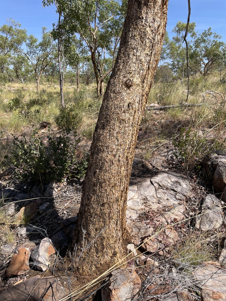 Scarlet Gum (Eucalyptus phoenicea) - Botanical Realm