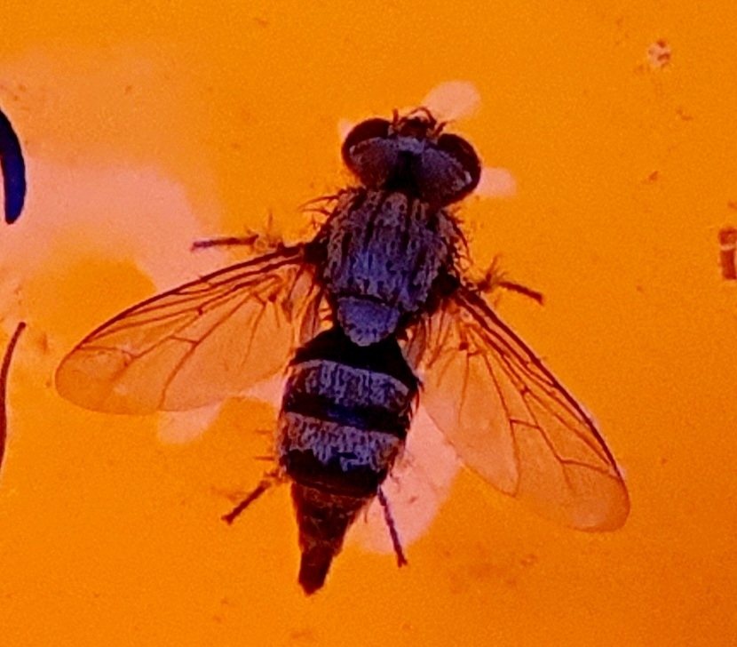 Exorista from As-Suwayda District, Syria on August 4, 2023 at 05:15 PM ...