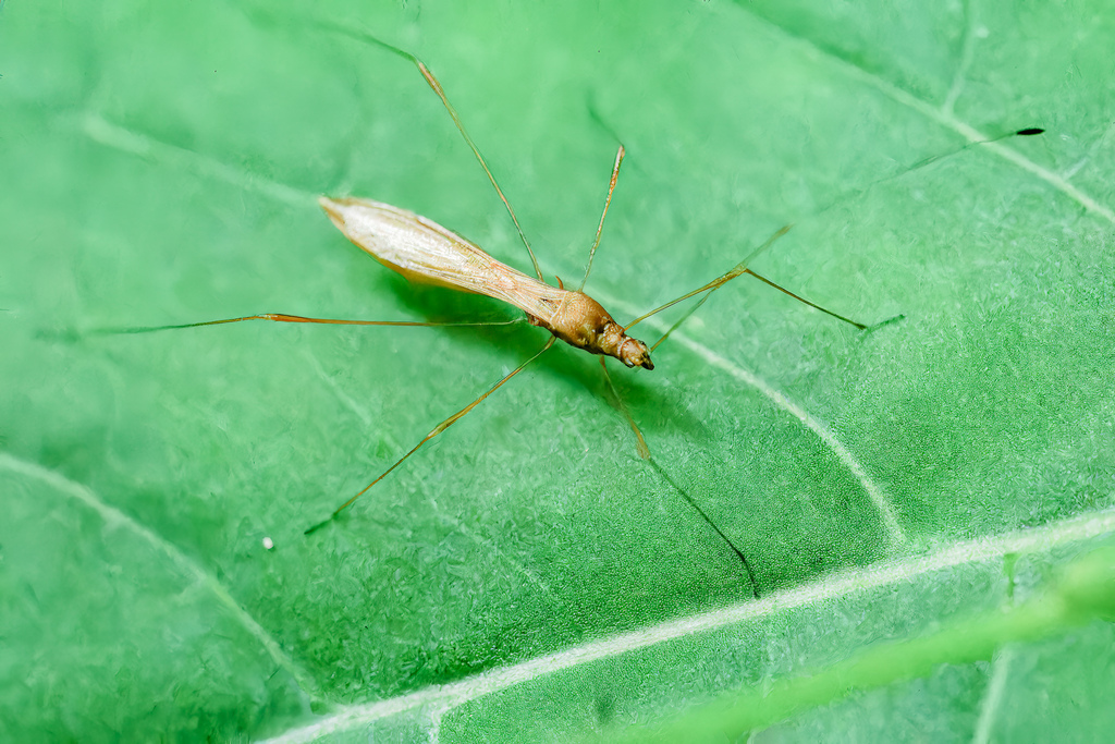Spined Stilt Bug from Lockhart Drive trails, St. Catharines, ON, Canada ...