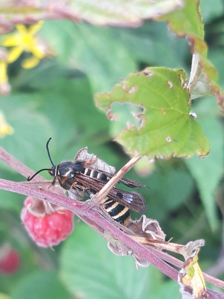 Raspberry clearwing moth from Trutnov, CZ-HK, CZ on August 4, 2023 at ...