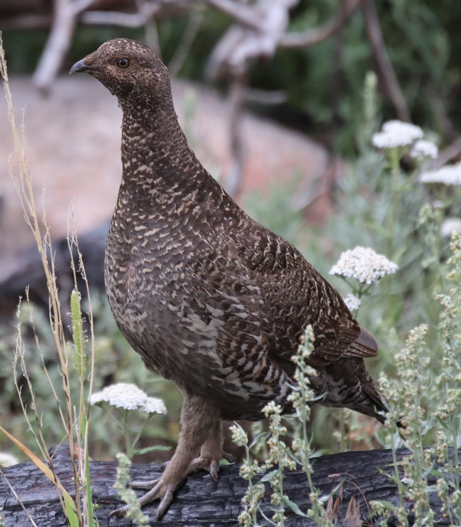 Dusky Grouse from Estes Park, Colorado 80517, États-Unis on August 1 ...