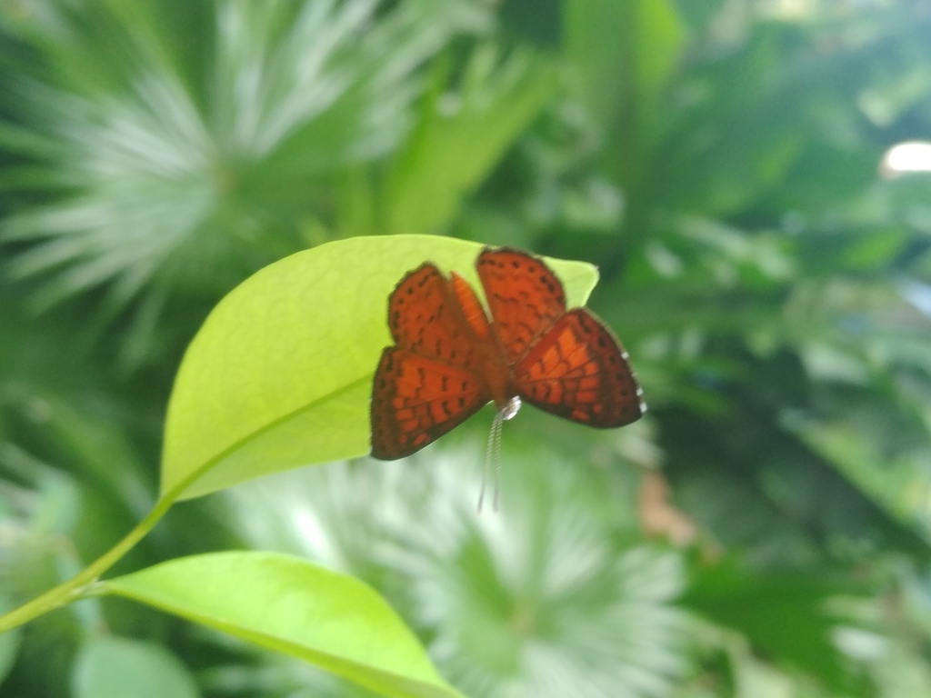 Parvospila lucianus from Nueva Loja, Ecuador on August 4, 2023 at 05:35 ...