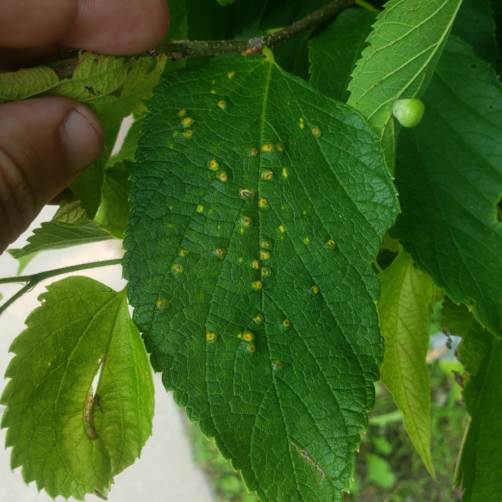 Hackberry Blister Gall Psyllid from Meadville, PA 16335, USA on August ...