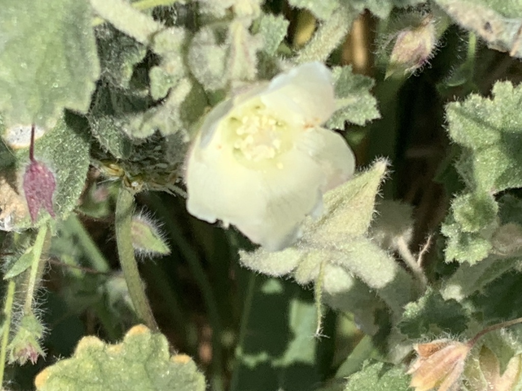 alkali mallow from Mason Rd, Fairfield, CA, US on August 4, 2023 at 12: ...