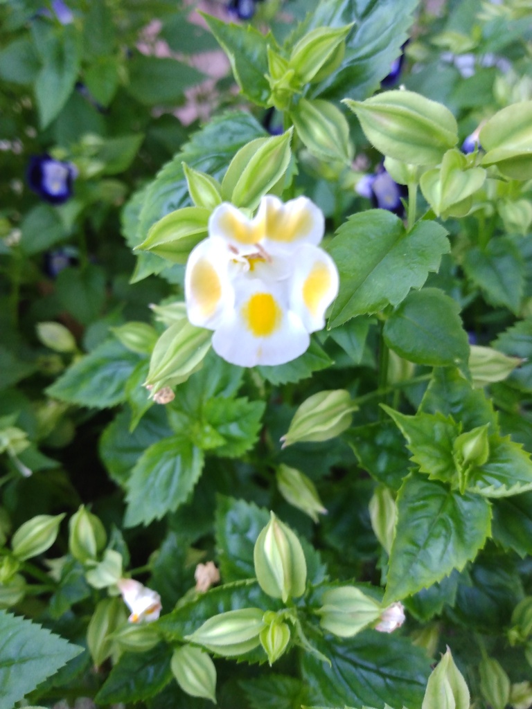 wishbone flower in August 2023 by pupbungalo · iNaturalist