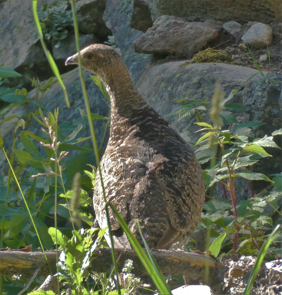 Dusky Grouse from Larimer County, CO, USA on August 4, 2023 at 08:39 AM ...