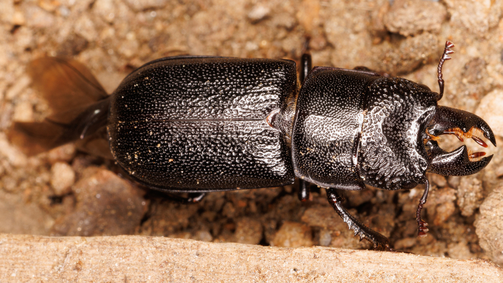 Ceruchus punctatus from Tulare County, CA, USA on July 1, 2023 at 08:07 ...