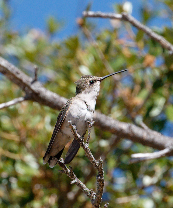 Black-chinned Hummingbird from Contra Costa County, CA, USA on August 3 ...