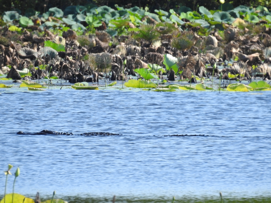 American Alligator from Tom, OK 74740, USA on August 4, 2023 at 10:07 ...