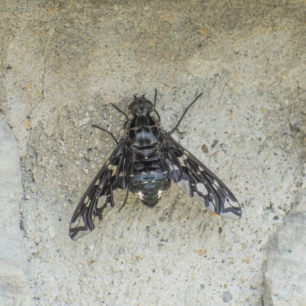 Tiger Bee Fly from Montgomery County, OH, USA on July 28, 2023 at 02:12 ...