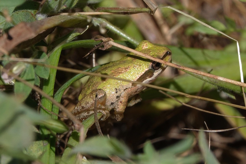 Sierran Tree Frog from Oilwell Rd, Fort Ord National Monument, Monterey ...