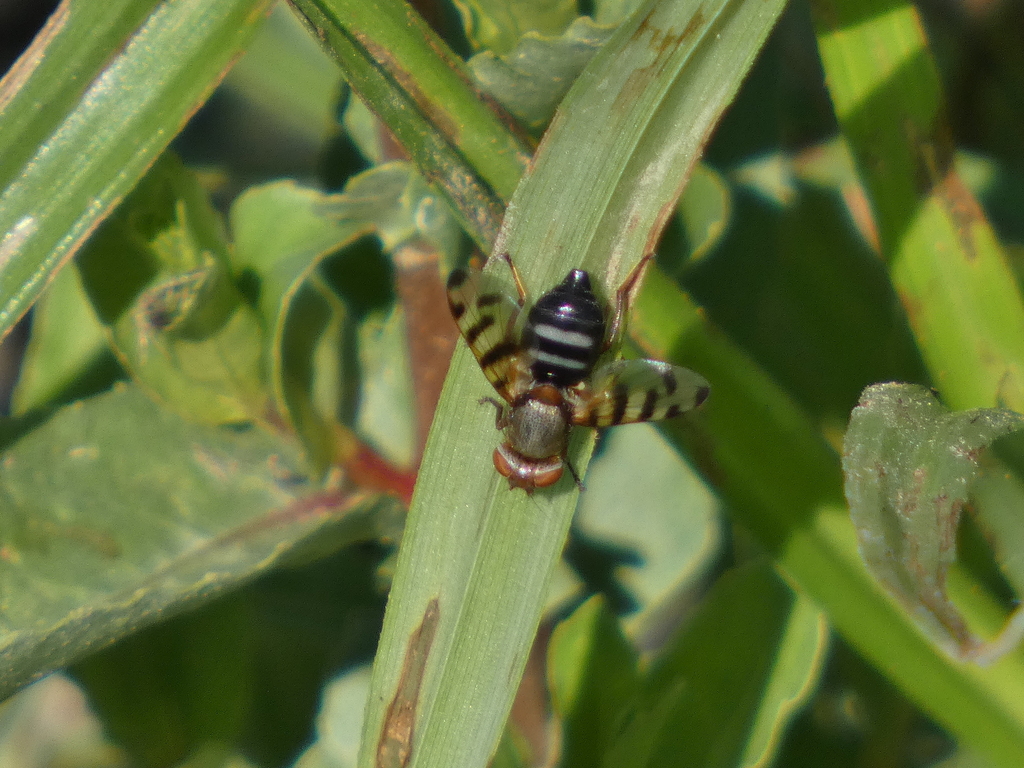 Narrow-Banded Picture-Winged Fly from Riverside County, CA, USA on ...
