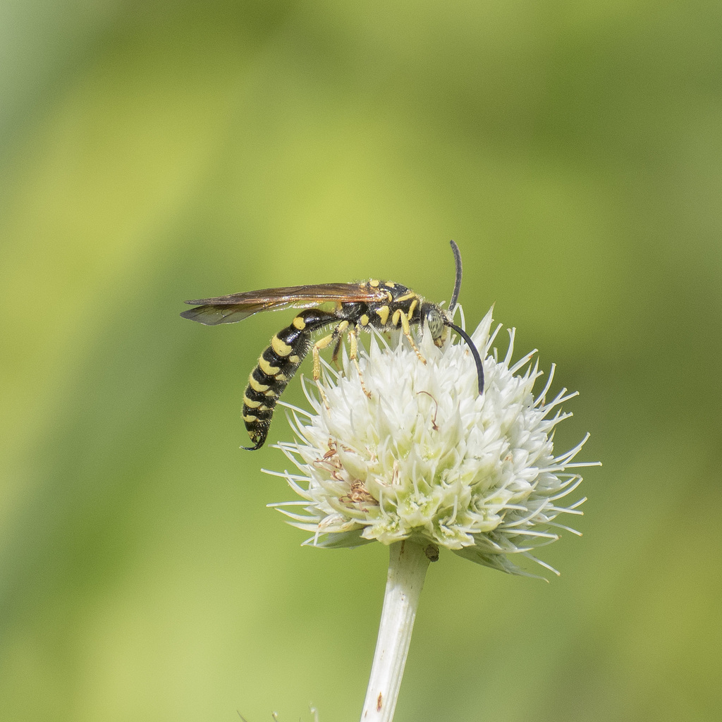 Five-banded Thynnid Wasp from Montgomery County, OH, USA on July 28 ...