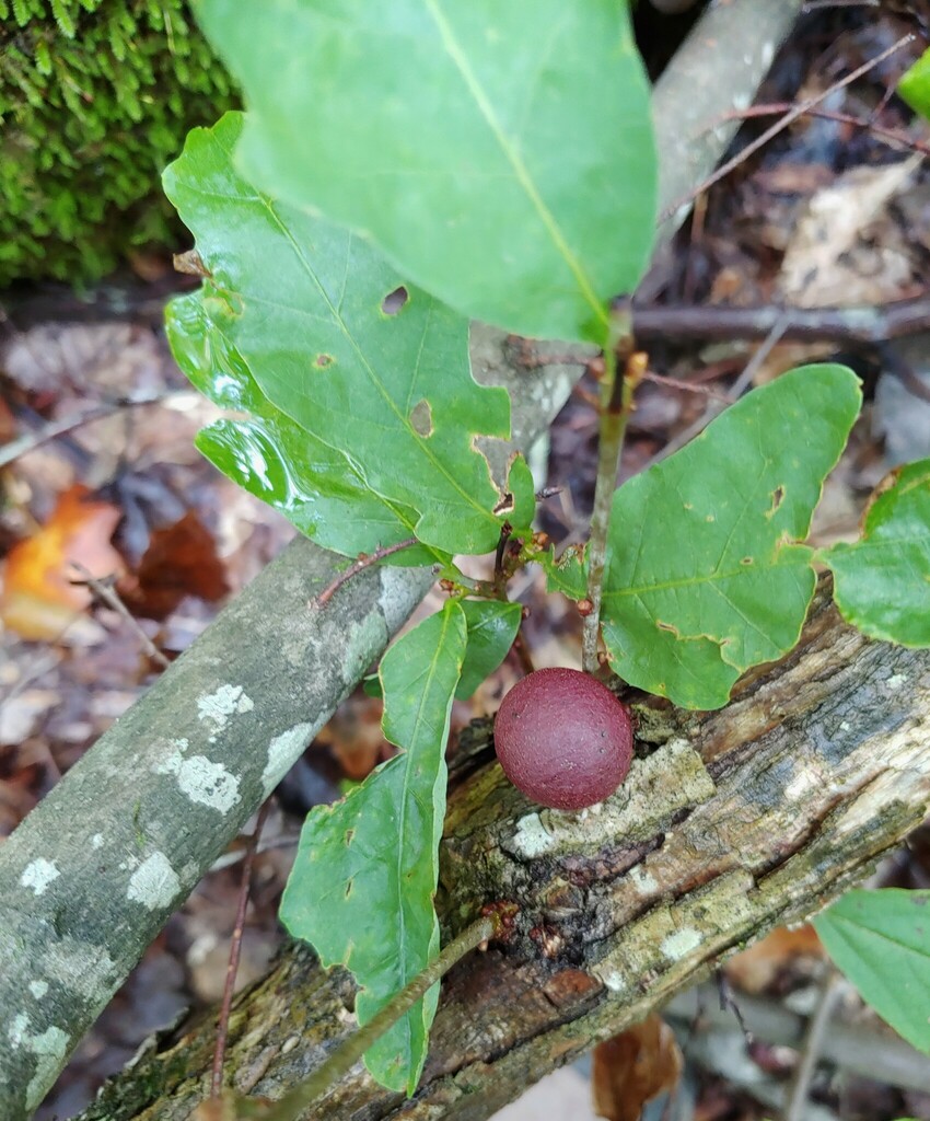 Globular root gall from Stone Mountain, GA, USA on August 4, 2023 at 12 ...
