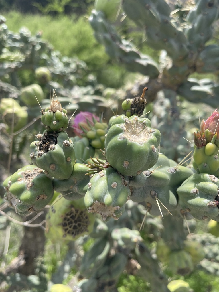 tree cholla in August 2023 by ransomplantsom · iNaturalist