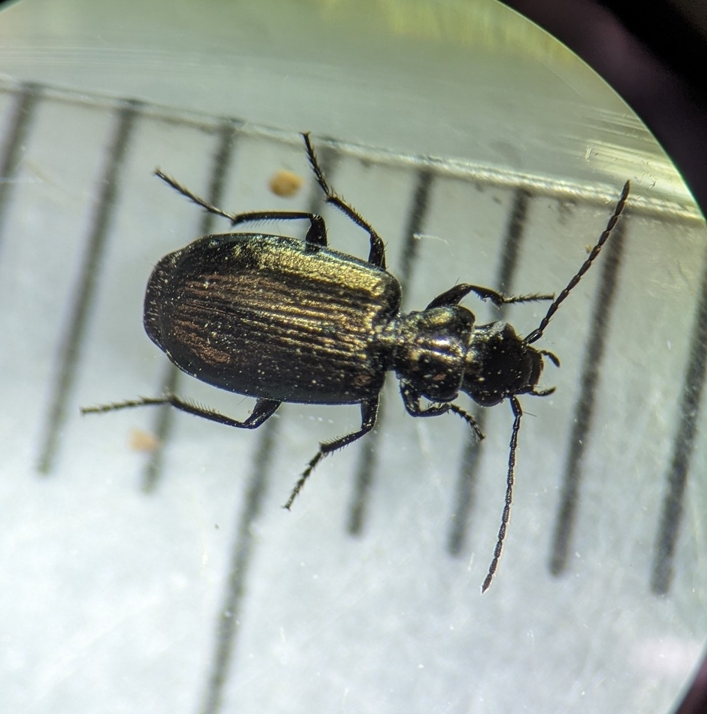 Apristus pugetanus from Island Station, Milwaukie, OR, USA on August 3 ...