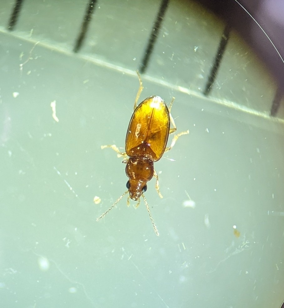 Elaphropus from Island Station, Milwaukie, OR, USA on August 3, 2023 at ...