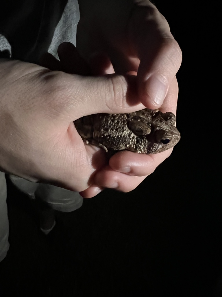 American Toad from Trefoil Ln, Fuquay-Varina, NC, US on August 4, 2023 ...