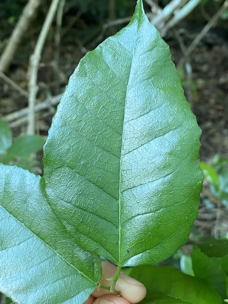 whalebone tree from New Mapoon, QLD, AU on July 25, 2023 at 09:30 AM by ...