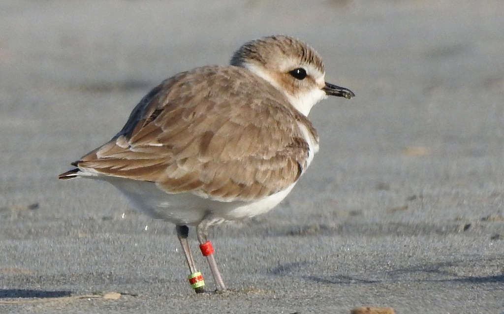 Snowy Plover from River Beach on January 27, 2019 at 02:55 PM by ...