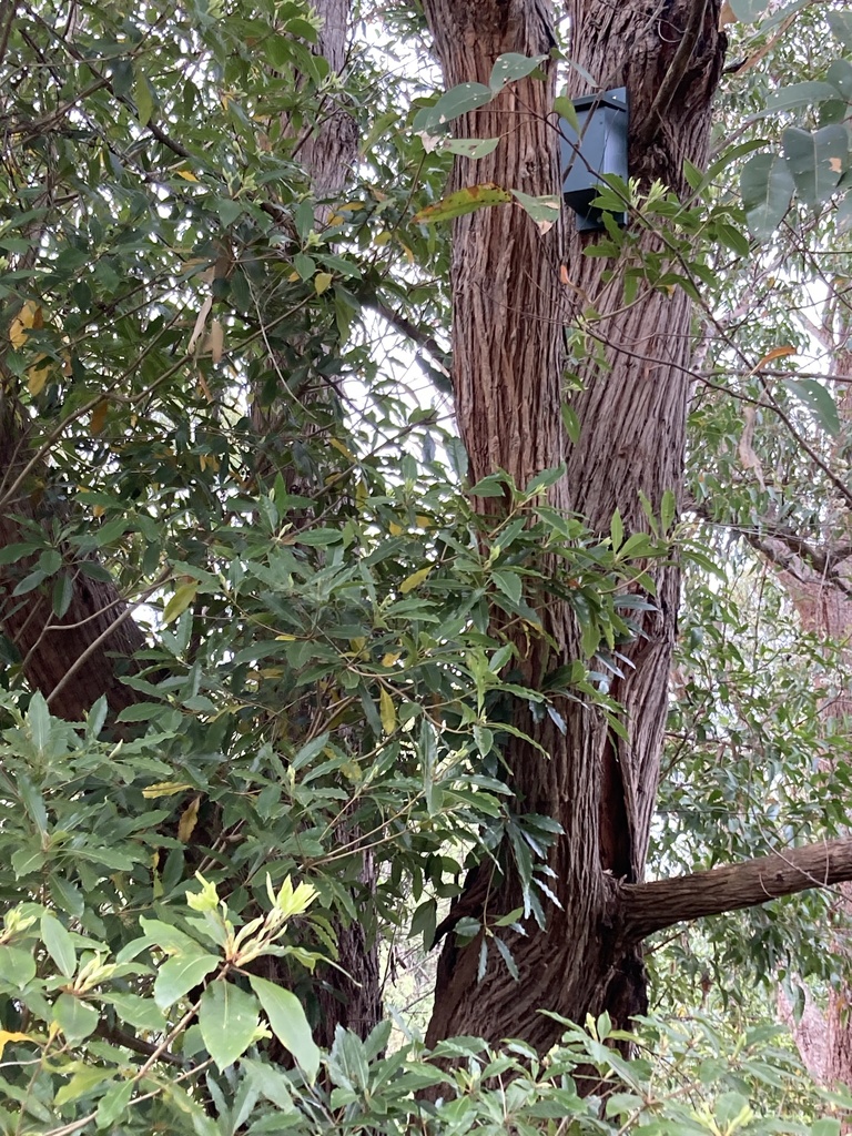 White Stringybark from Burraneer Rd, Coomba Park, NSW, AU on August 2 ...