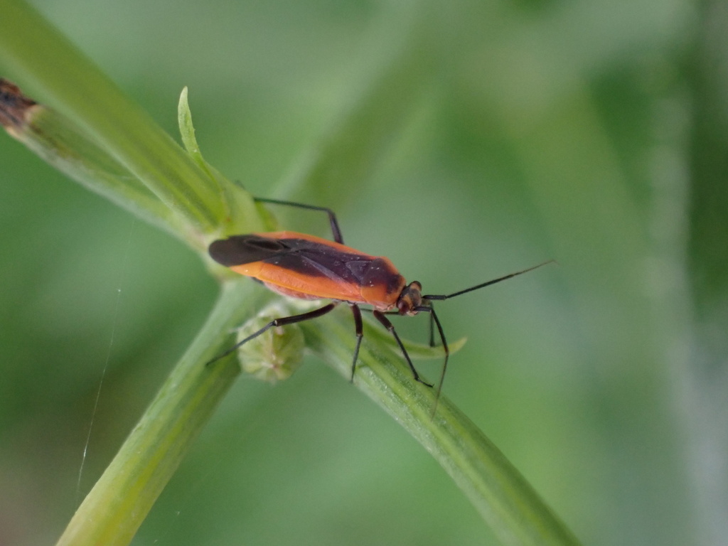 Scarlet Plant Bugs from North Hero Island, North Hero, VT, US on August ...