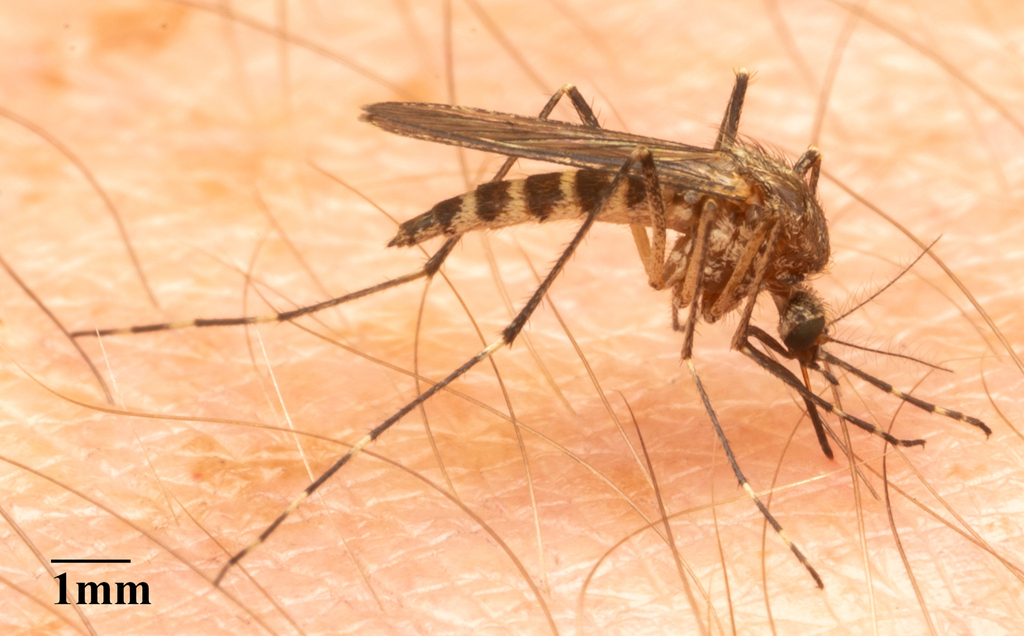 Aedes increpitus from Larimer County, CO, USA on July 20, 2023 at 07:17 PM by Jesse Rorabaugh ...