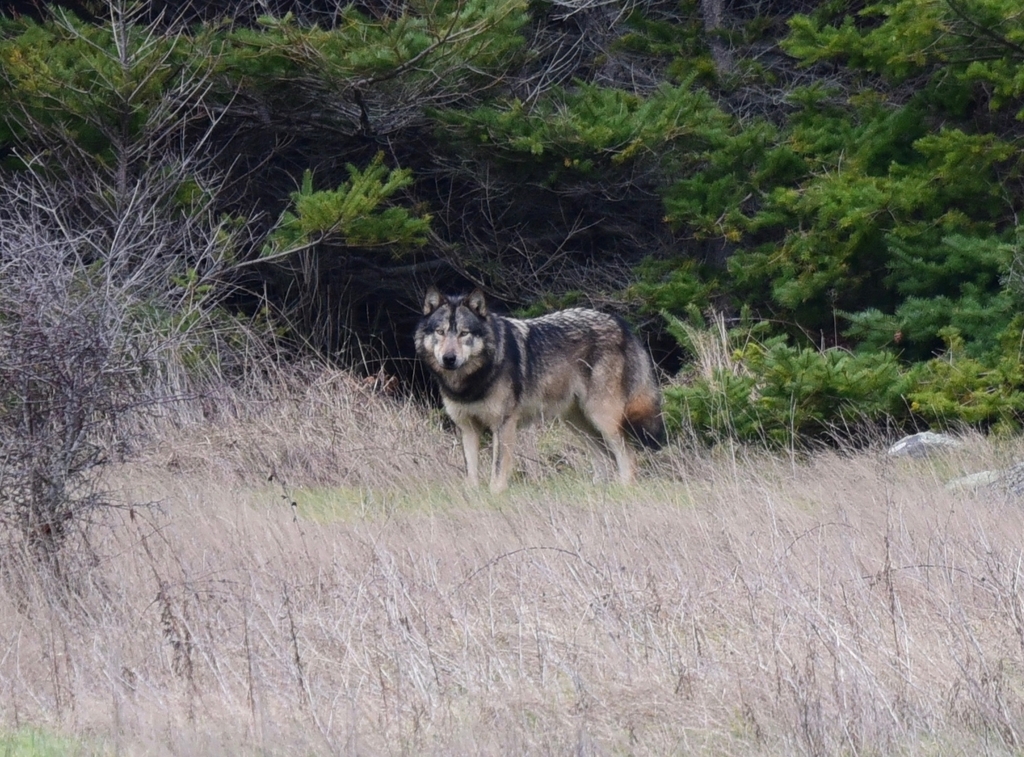 Gray Wolf from Capital, BC, Canada on January 27, 2019 at 01:48 PM by ...
