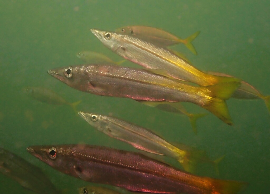Longfin Pike from Sydney NSW, Australia on August 4, 2023 at 09:56 AM ...