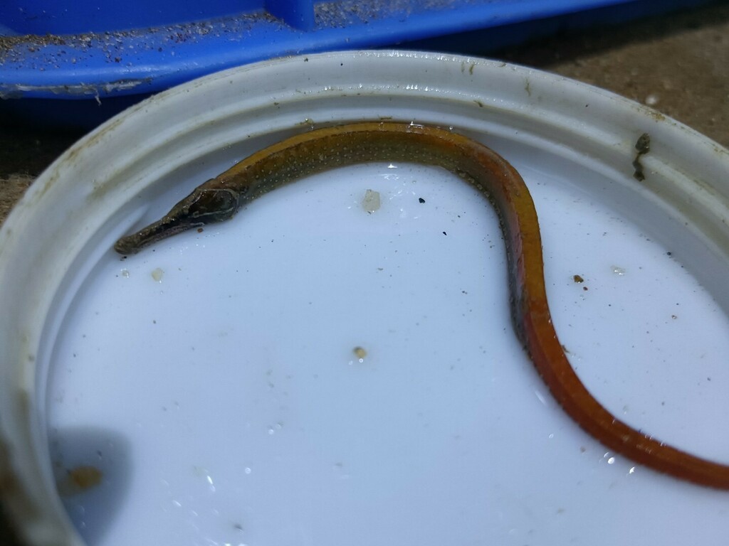 Beady Pipefish from 海南省临高县新盈镇泊潮老村 on August 4, 2023 at 08:11 AM by ...