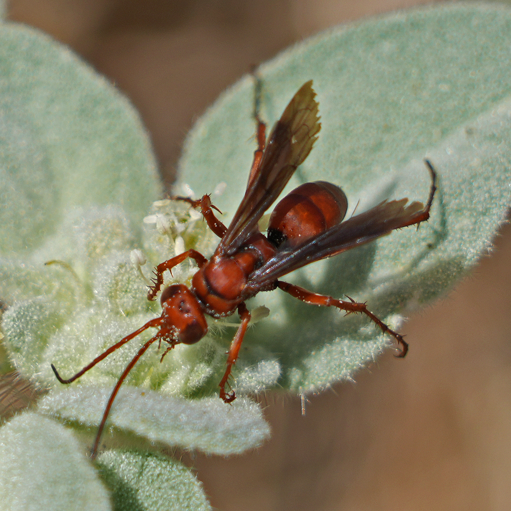 Western Red-tailed Spider Wasp from Peters Canyon Regional Park, Tustin ...