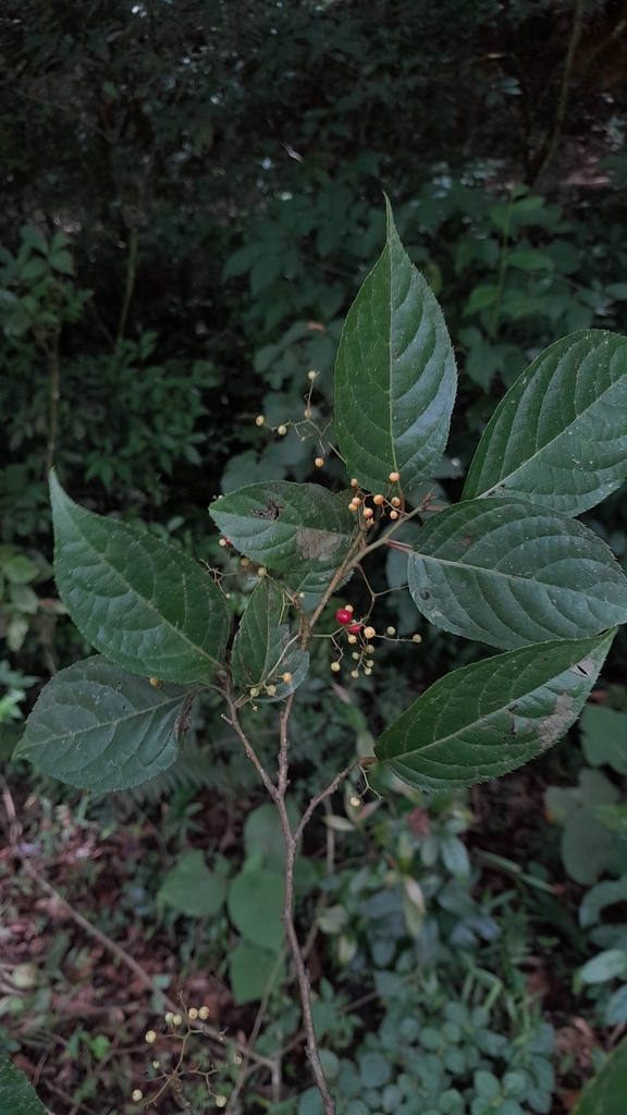 Perrottetia ovata from 91313 Ver., México on June 27, 2023 at 11:38 AM ...