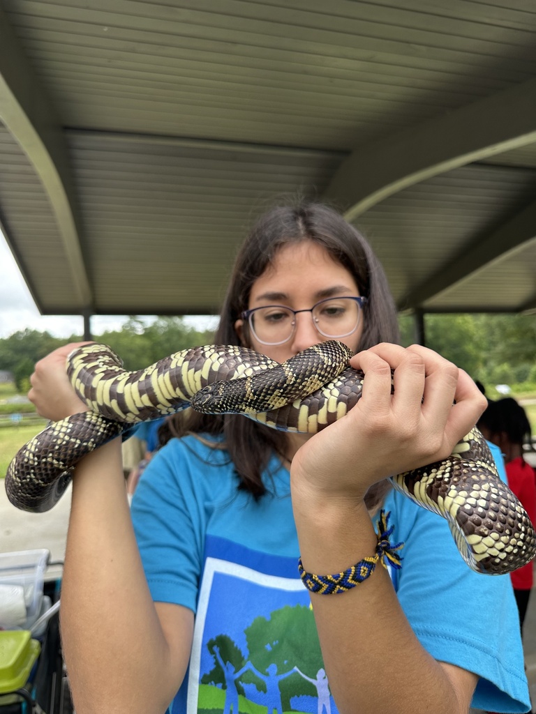 Eastern Kingsnake in August 2023 by rafiki-in-charlotte · iNaturalist