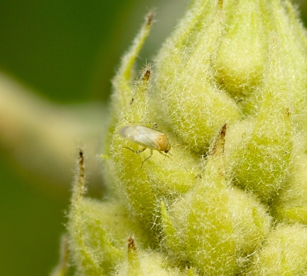 Campylomma verbasci from Rosemère, QC, Canada on August 4, 2023 at 12: ...