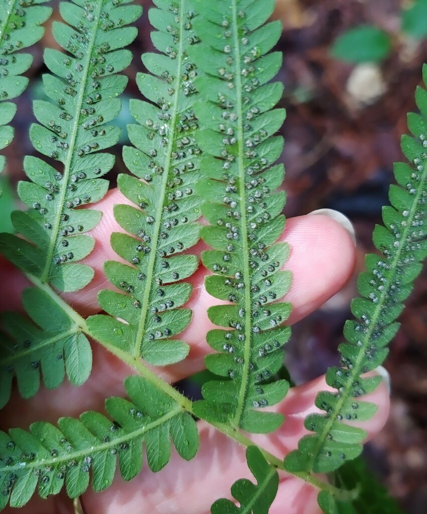 Widespread Maiden Fern from Dekalb County, GA, USA on August 4, 2023 at ...