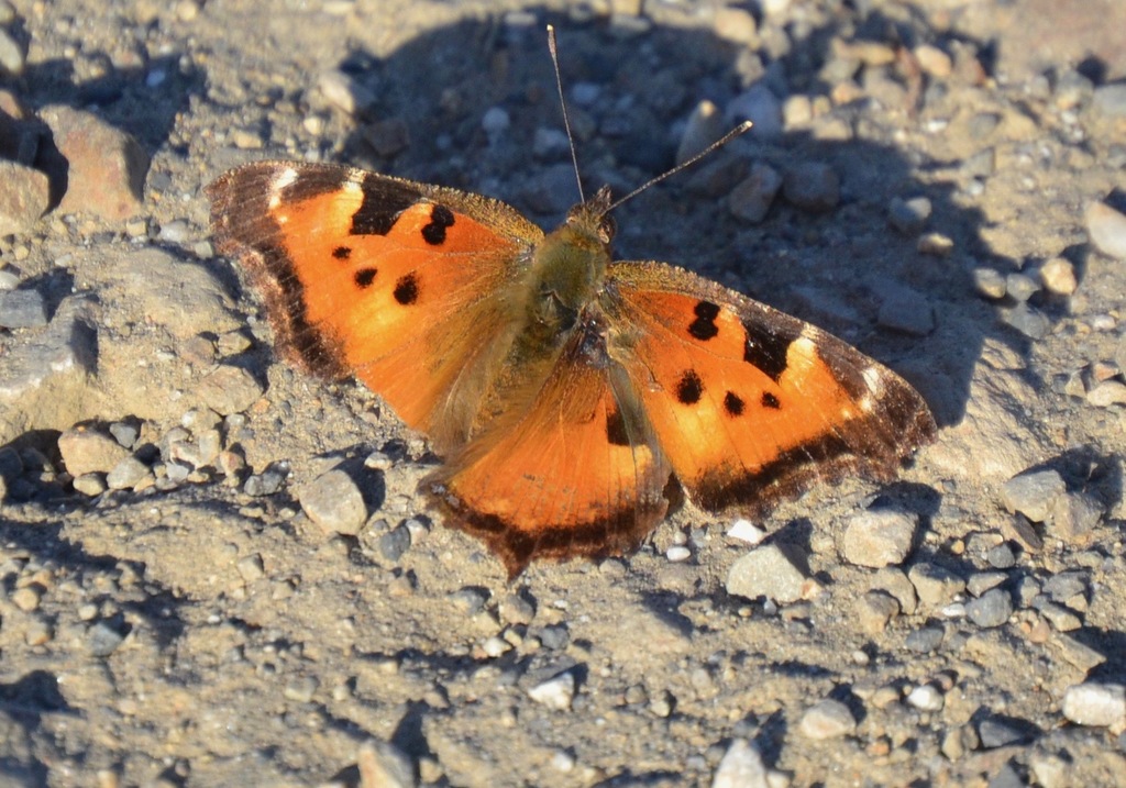 California Tortoiseshell from Los Angeles, CA, USA on January 27, 2019 ...
