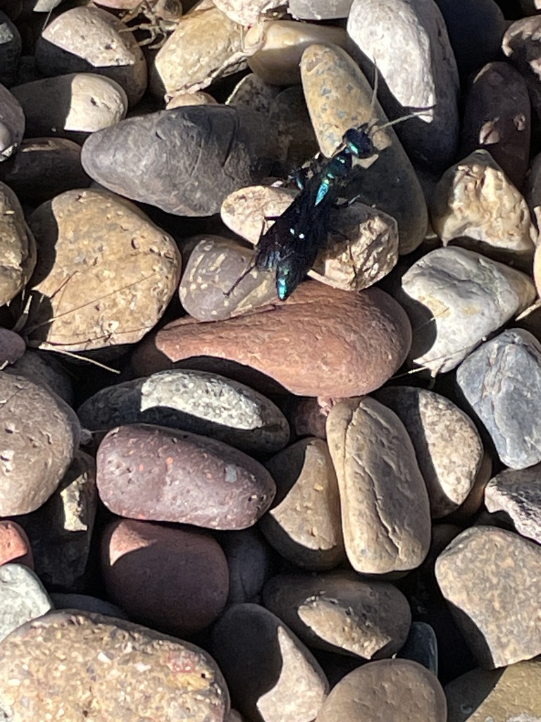 Steel-blue Cricket-hunter Wasp from Lyons Valley Rd, Jamul, CA, US on ...