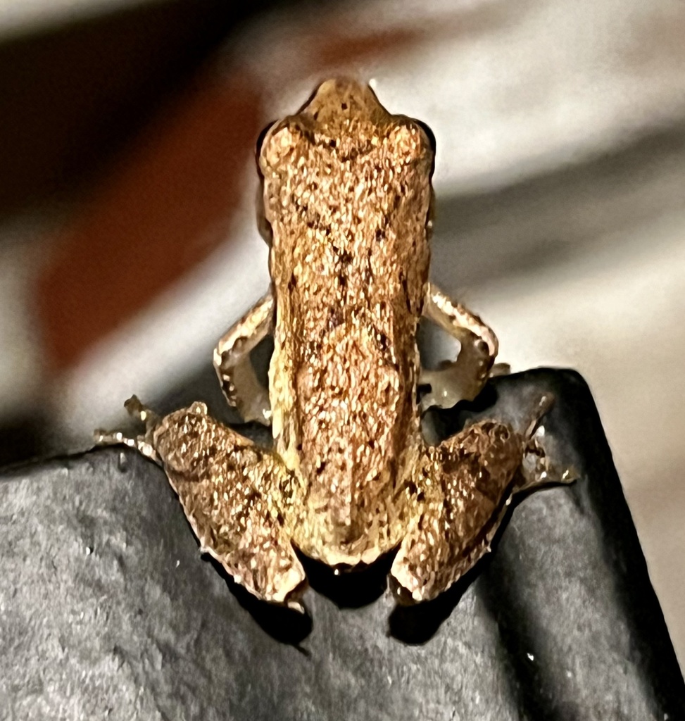 Spring Peeper from Goodhue Rd, Derry, NH, US on August 4, 2023 at 11:05 ...