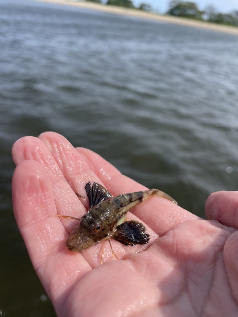 Striped Searobin from Providence River, Warwick, RI, US on August 3 ...