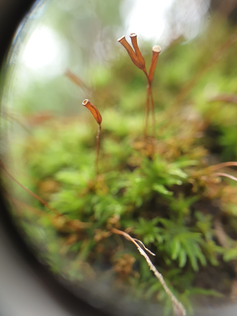 Wavy Starburst Moss from Capitale-Nationale, QC, Canada on July 29 ...