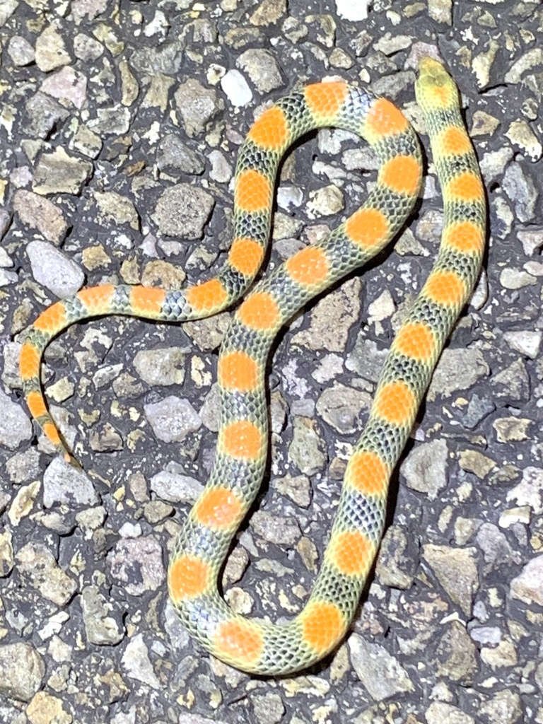 Ground Snake in August 2023 by desertsolitude. 82 degrees air ...